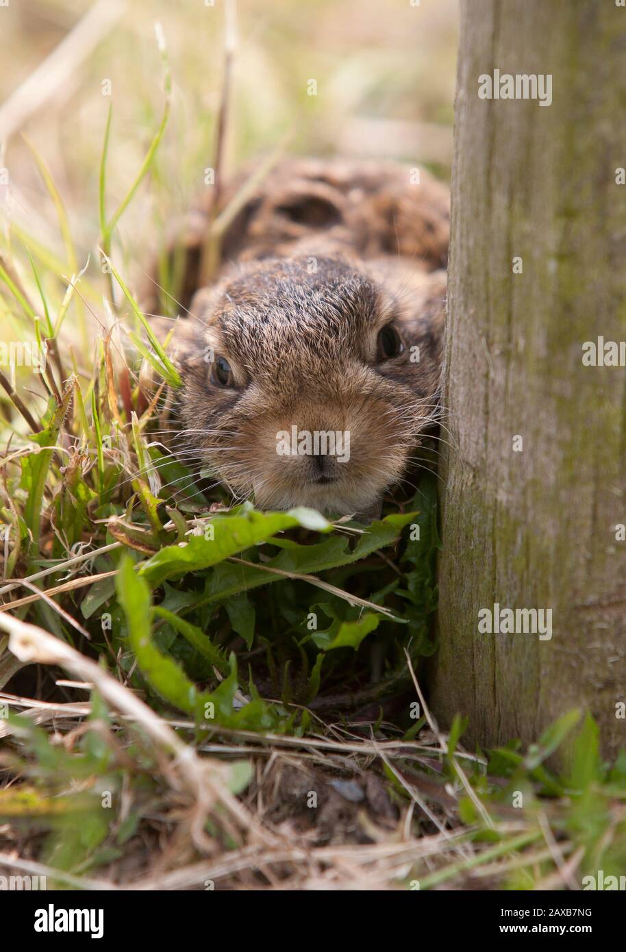 Leveret (baby hare) in undergrowth Stock Photo - Alamy