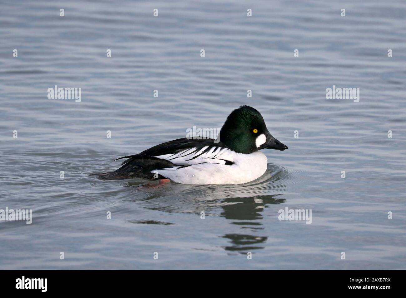 Reflections in golden eye hi-res stock photography and images - Alamy