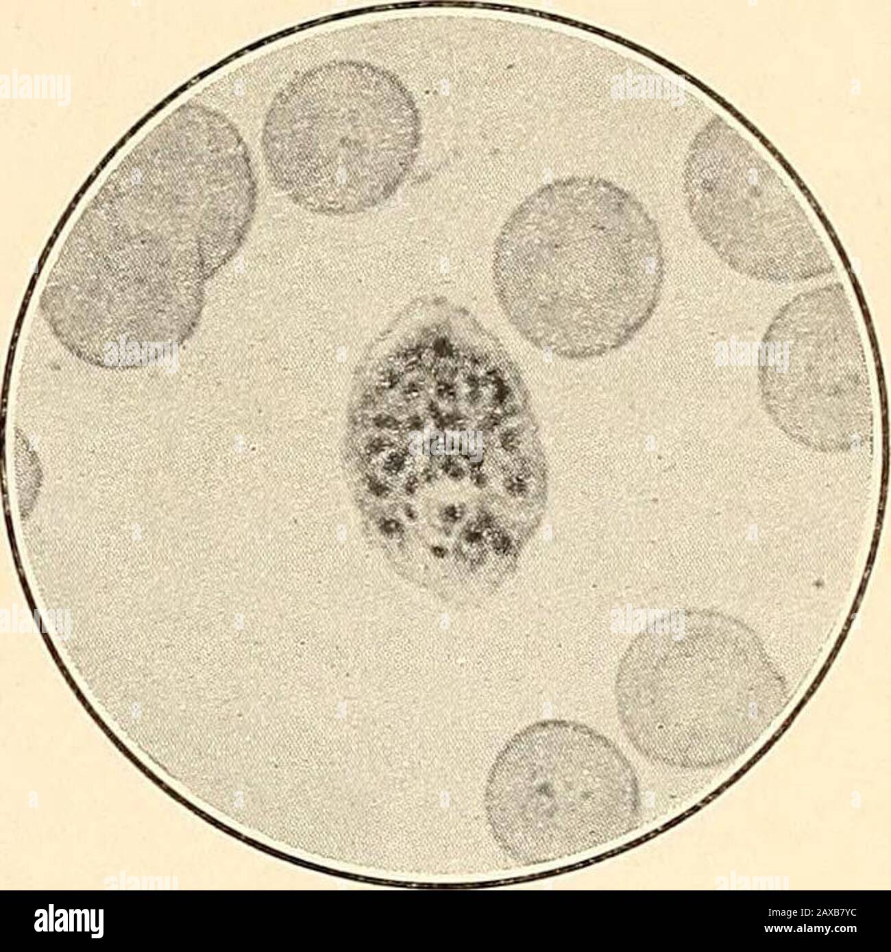 Plasmodium Cell Structure