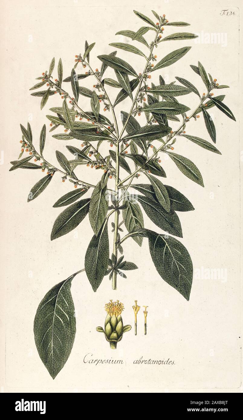 Hand painted botanical study of a Carpesium abrotanoides (Carpesium ...