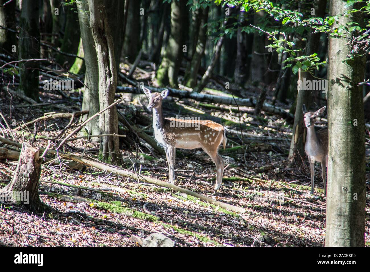 Deer in the sparse forest Stock Photo - Alamy