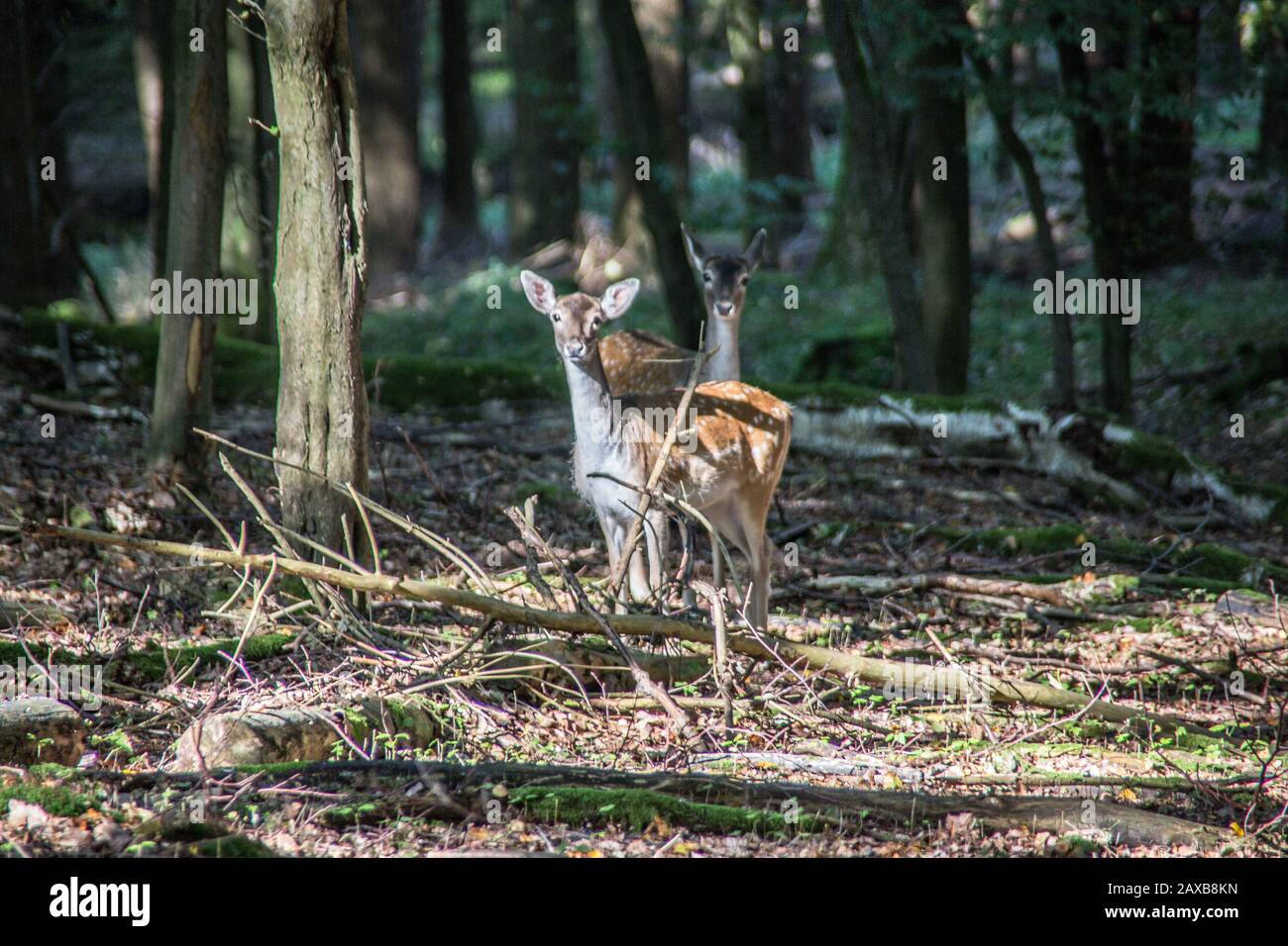 Deer in the sparse forest Stock Photo - Alamy