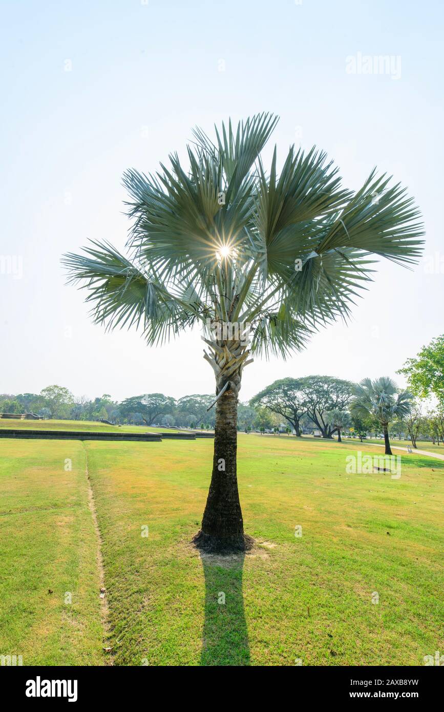 Sugar palm tree hi-res stock photography and images - Alamy