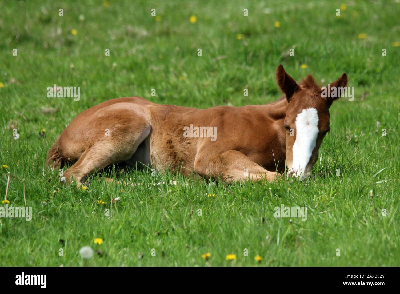 3 legged horse hi-res stock photography and images - Alamy