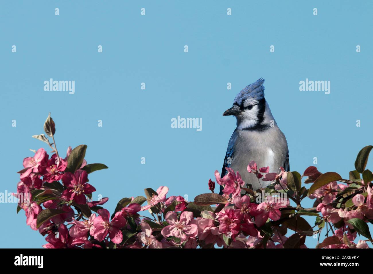 Purple jay bird hi-res stock photography and images - Alamy
