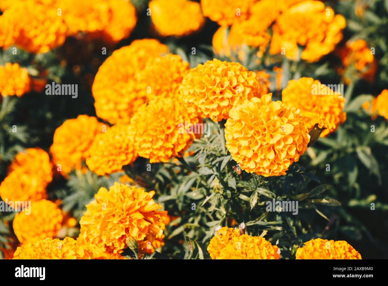 Blooming beautiful colorful fresh natural flowers in view Stock Photo ...