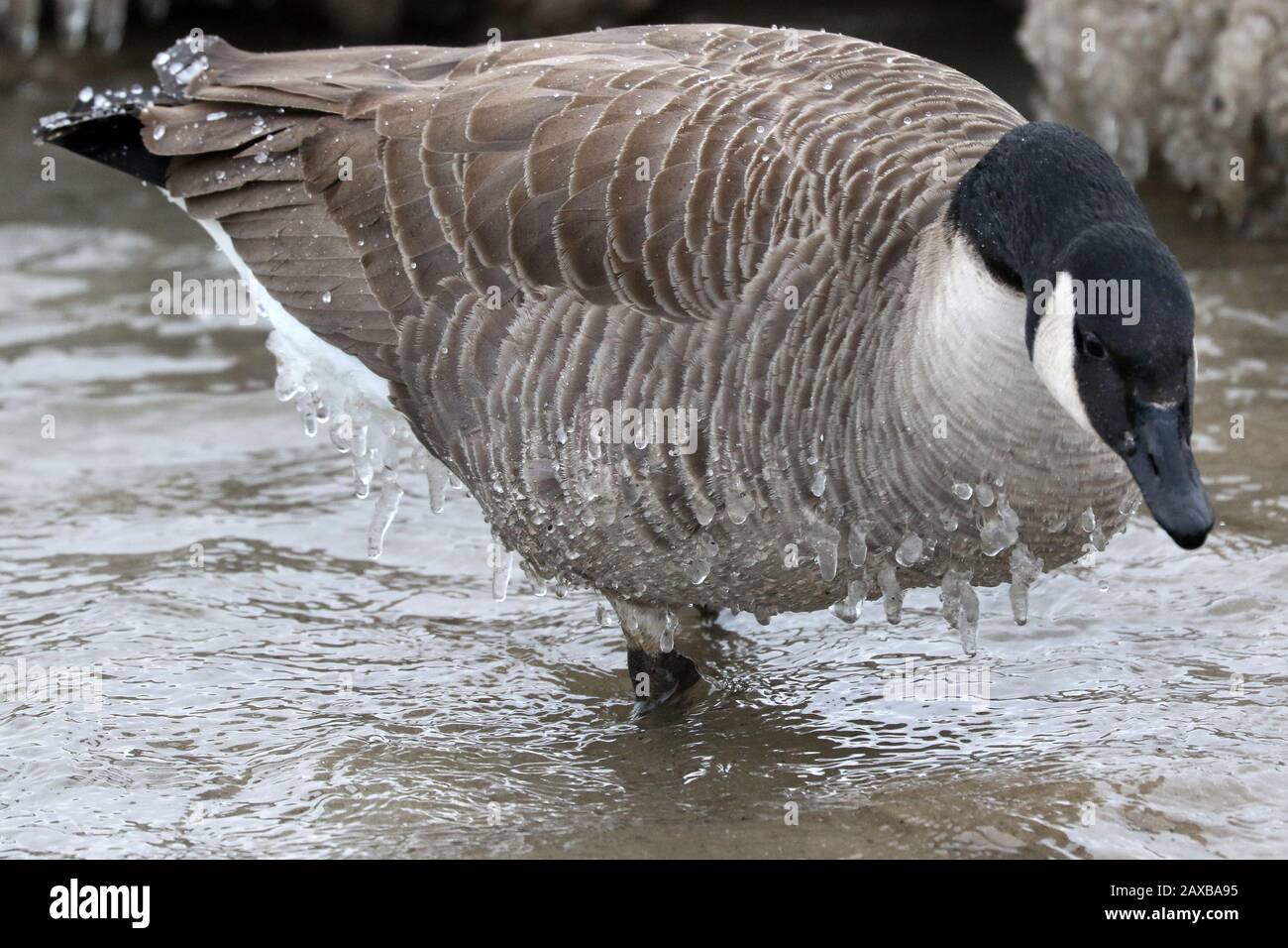 Canadian Geese at Lake Ontario Stock Photo - Alamy