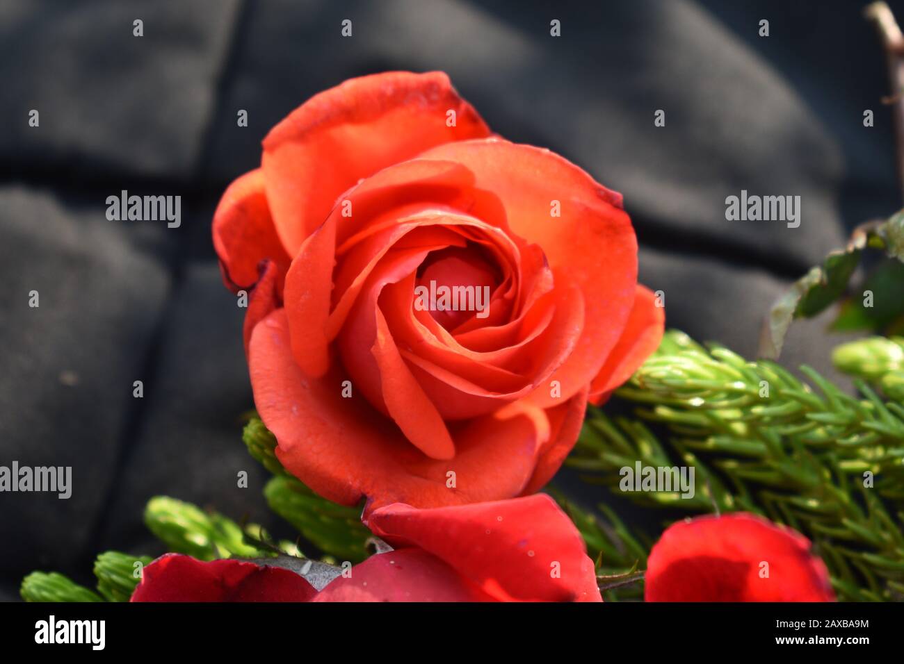 Red Roses: A red rose is an unmistakable expression of love. Red roses ...