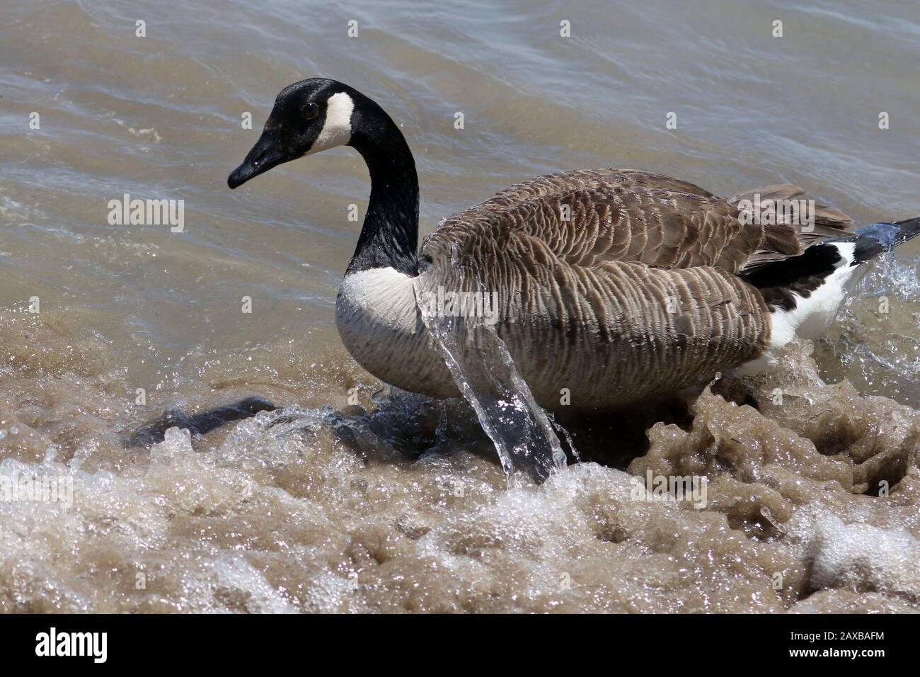 Canadian Goose at Lake Stock Photo - Alamy