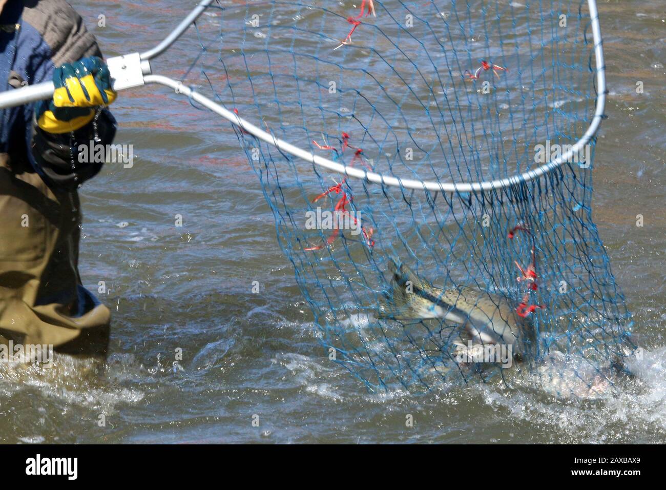 Fish lift in spring Stock Photo - Alamy