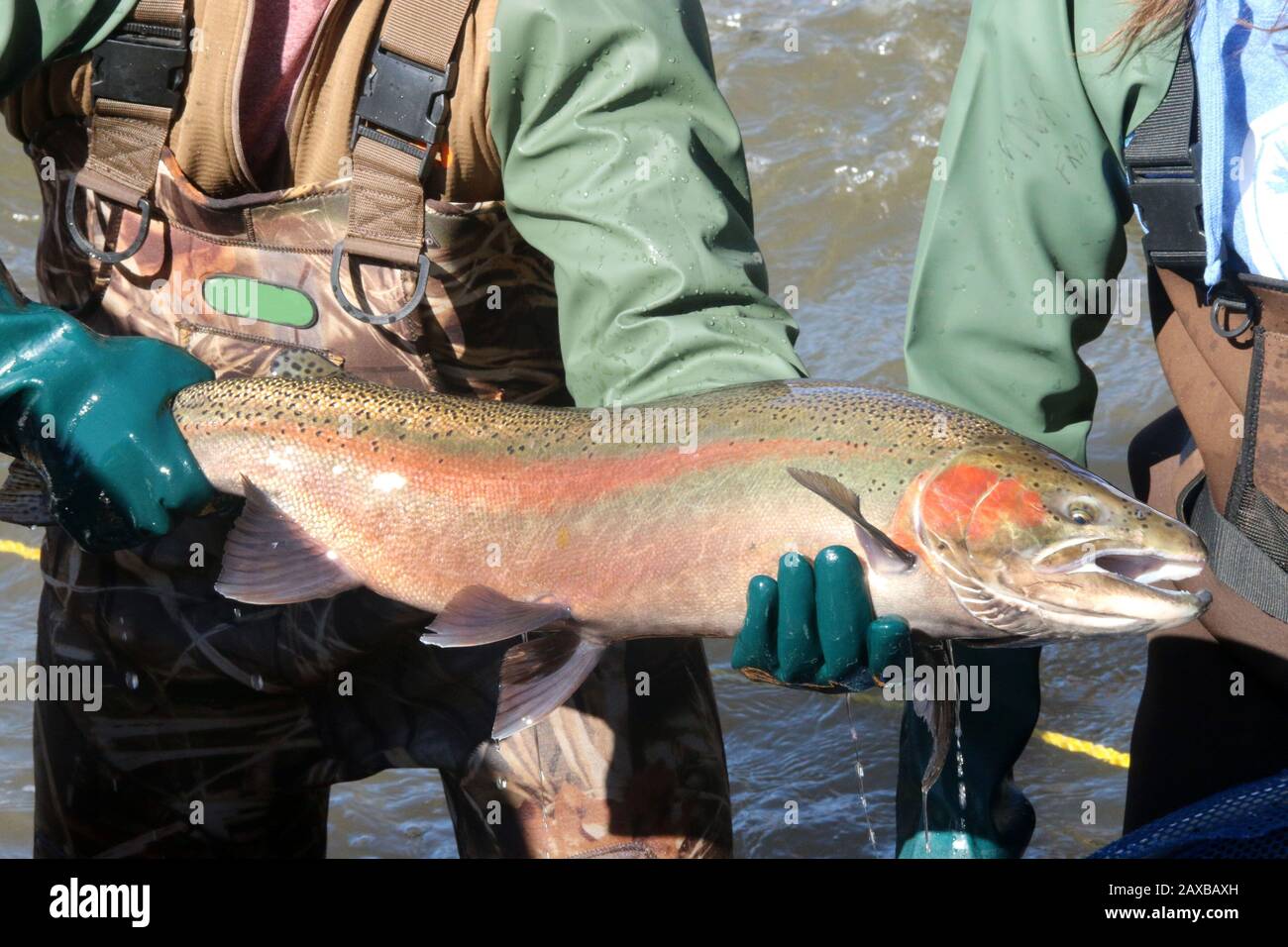 Fish lift in spring Stock Photo - Alamy