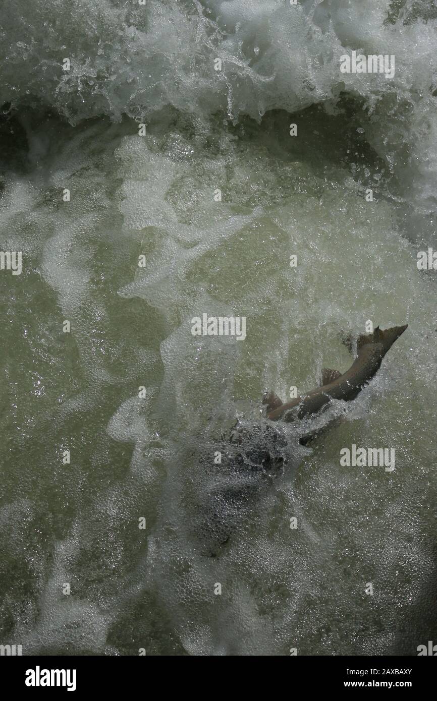Salmon jumping up fish ladder Stock Photo - Alamy