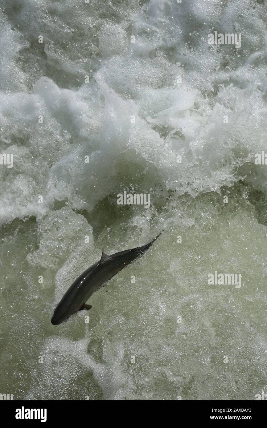 Fish jumping upstream in water hi-res stock photography and images - Alamy