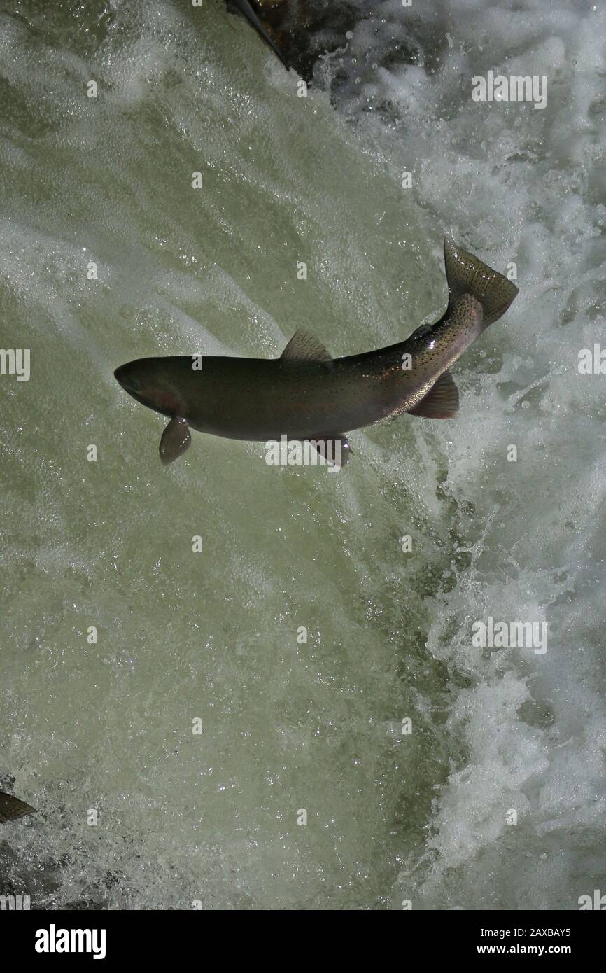 Salmon jumping up fish ladder Stock Photo - Alamy