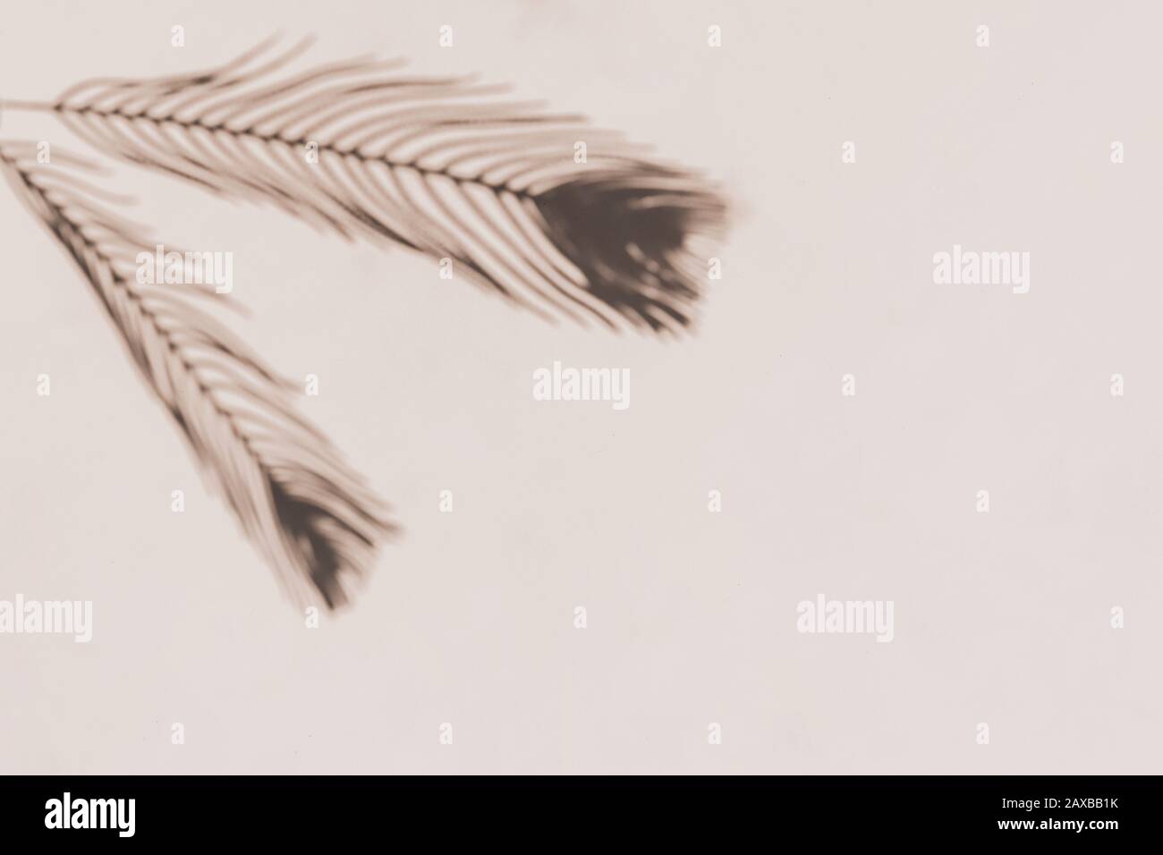 Grey shadows of the peacock feathers on beige wall background. Abstract ...