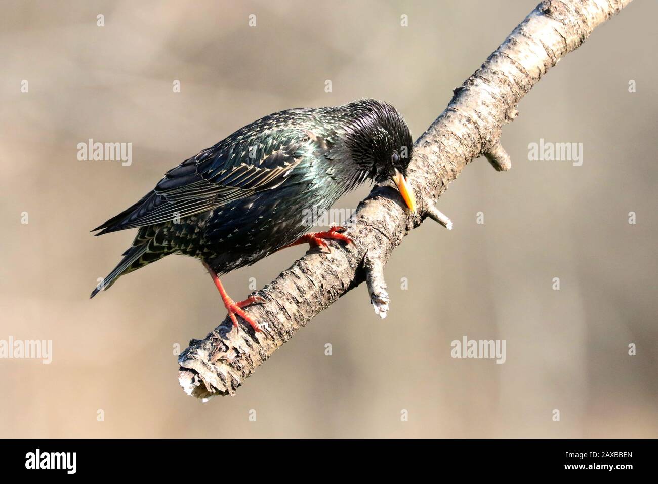 European Starling on perch Stock Photo - Alamy
