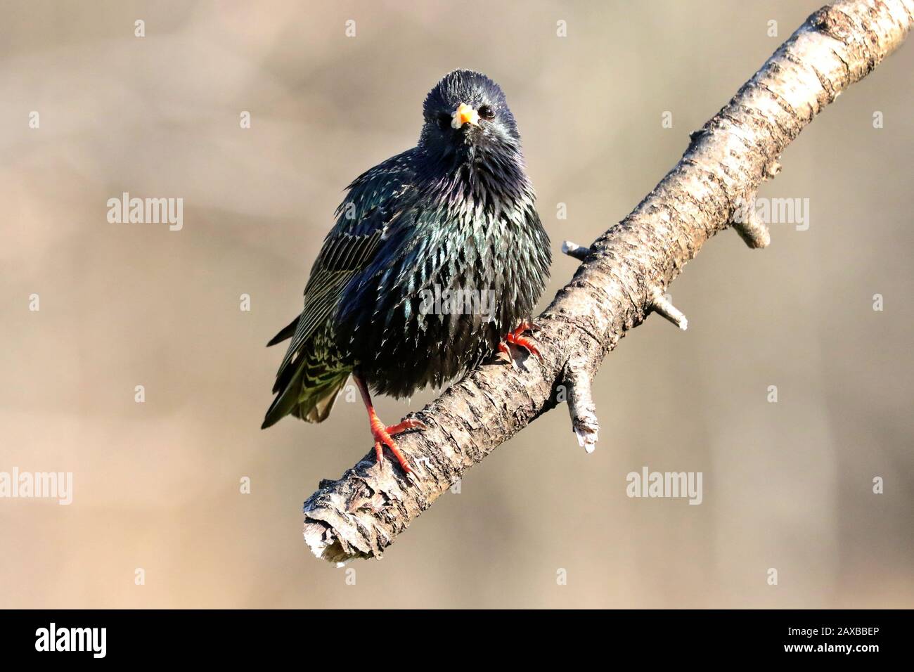 Chest starling hi-res stock photography and images - Alamy