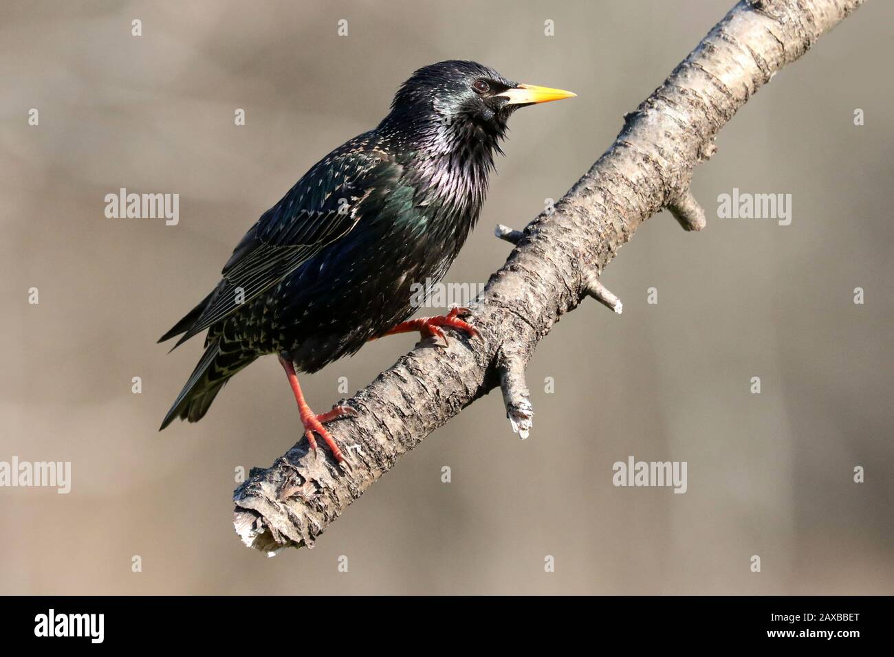 Chest starling hi-res stock photography and images - Alamy