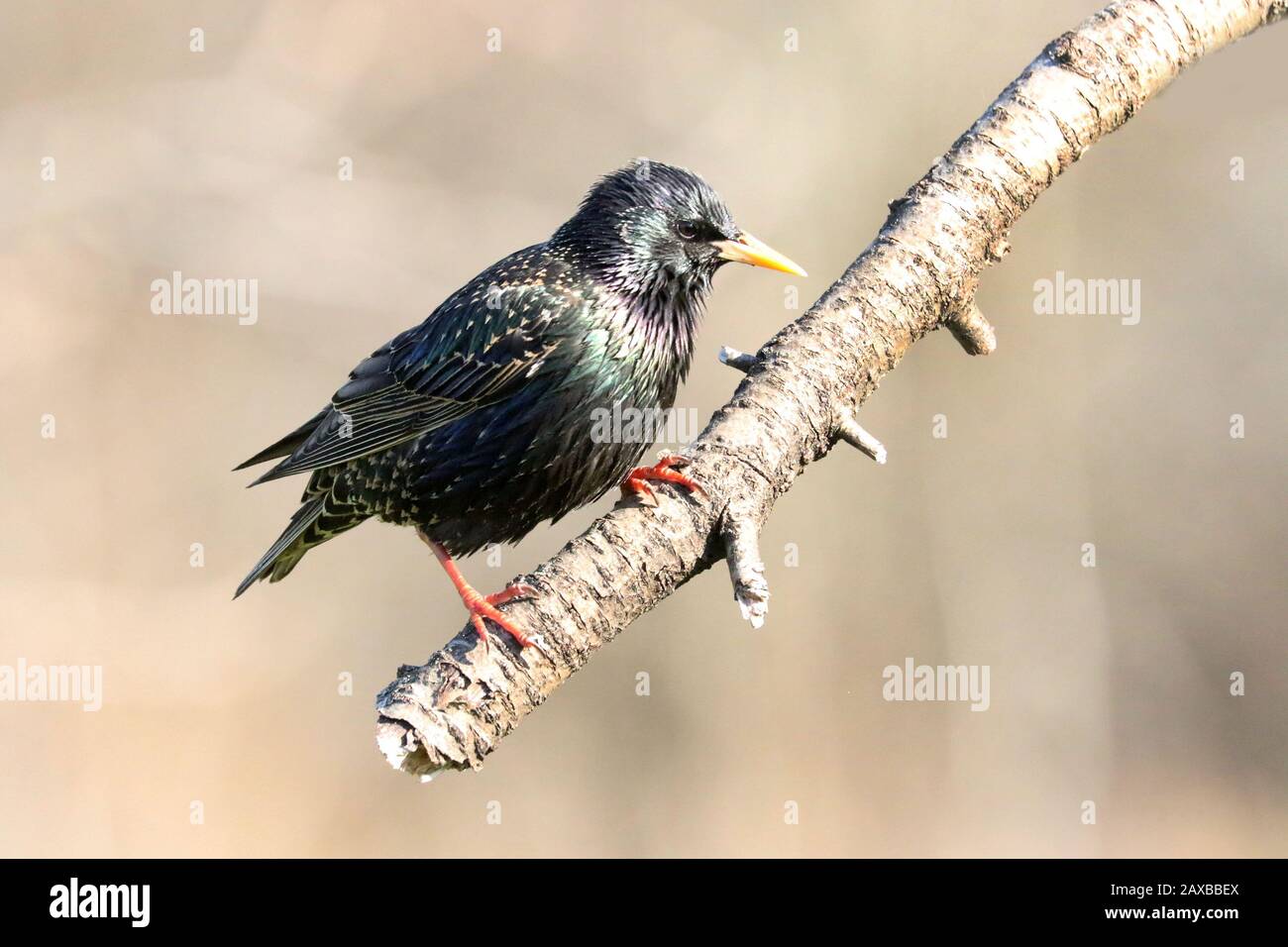 European Starling on perch Stock Photo - Alamy