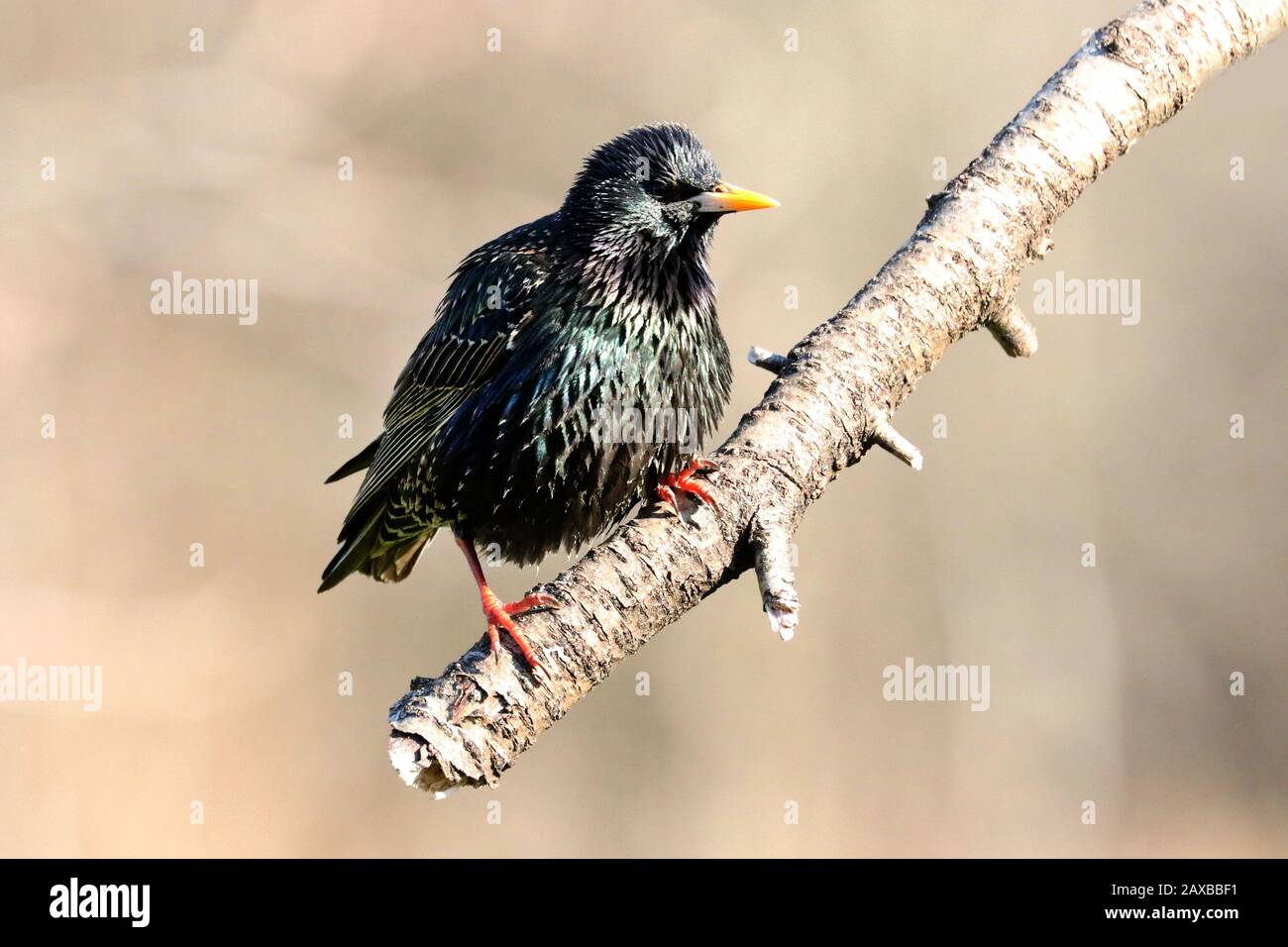 European Starling on perch Stock Photo - Alamy