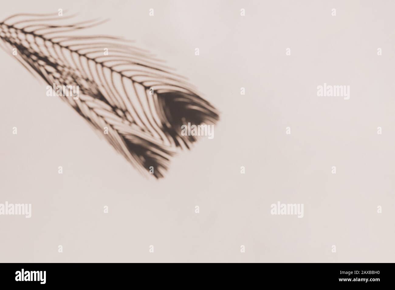 Grey shadows of the peacock feathers on beige wall background. Abstract ...