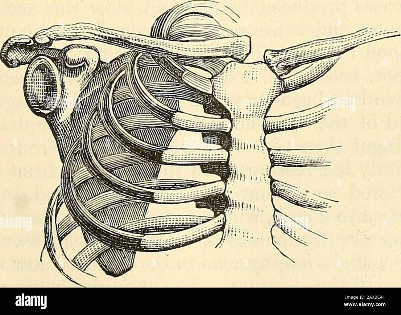 Sternal fractures hi-res stock photography and images - Alamy
