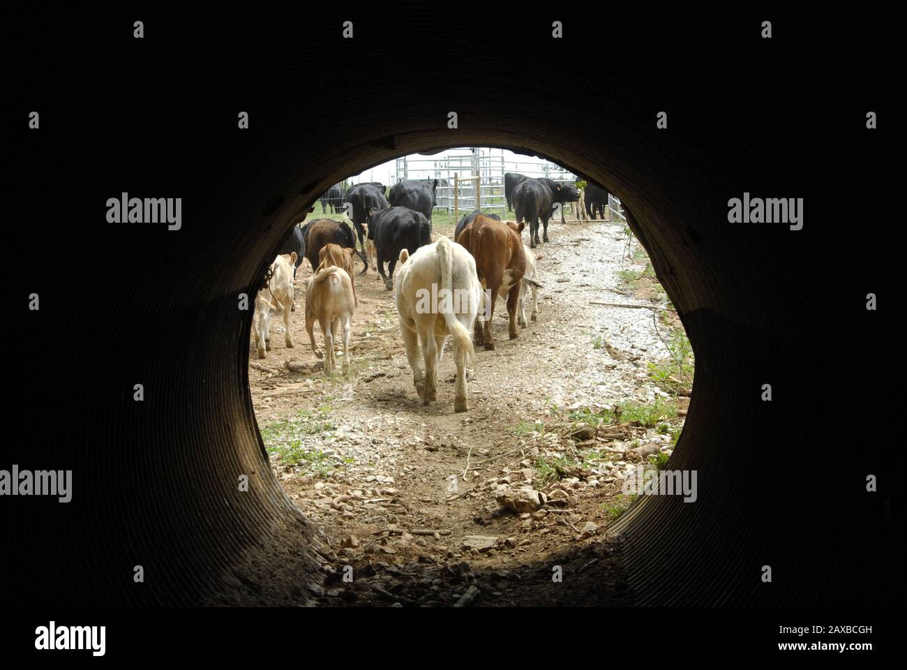 A herd of cattle crossing underneath the highway through an underground ...