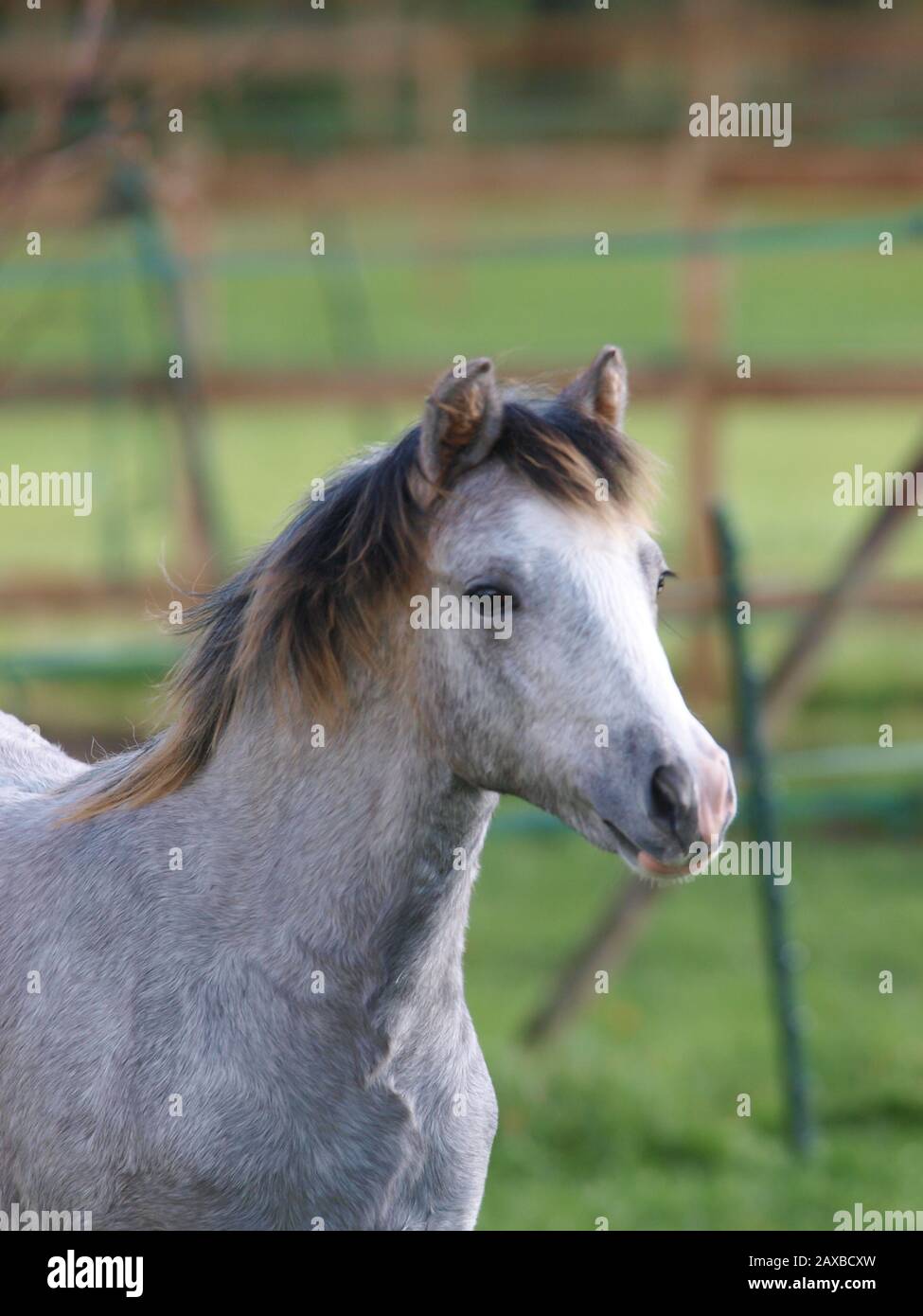 A head shot of a pretty Welsh Section A young pony Stock Photo - Alamy