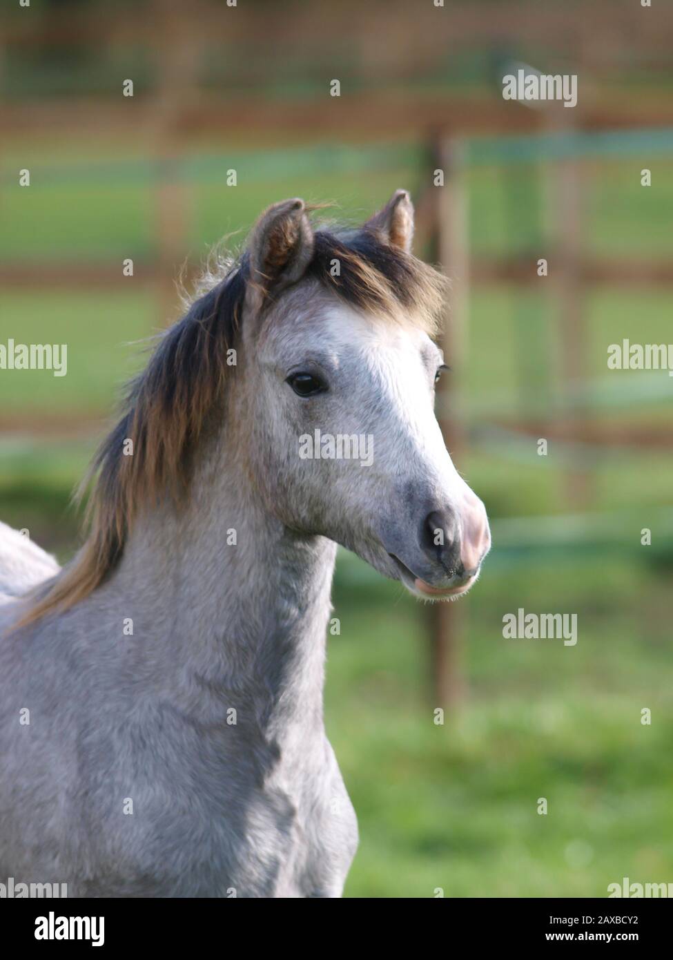 A head shot of a pretty Welsh Section A young pony Stock Photo - Alamy