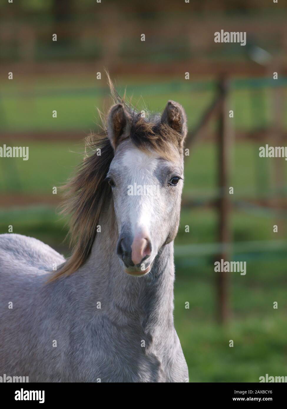 A head shot of a pretty Welsh Section A young pony Stock Photo - Alamy