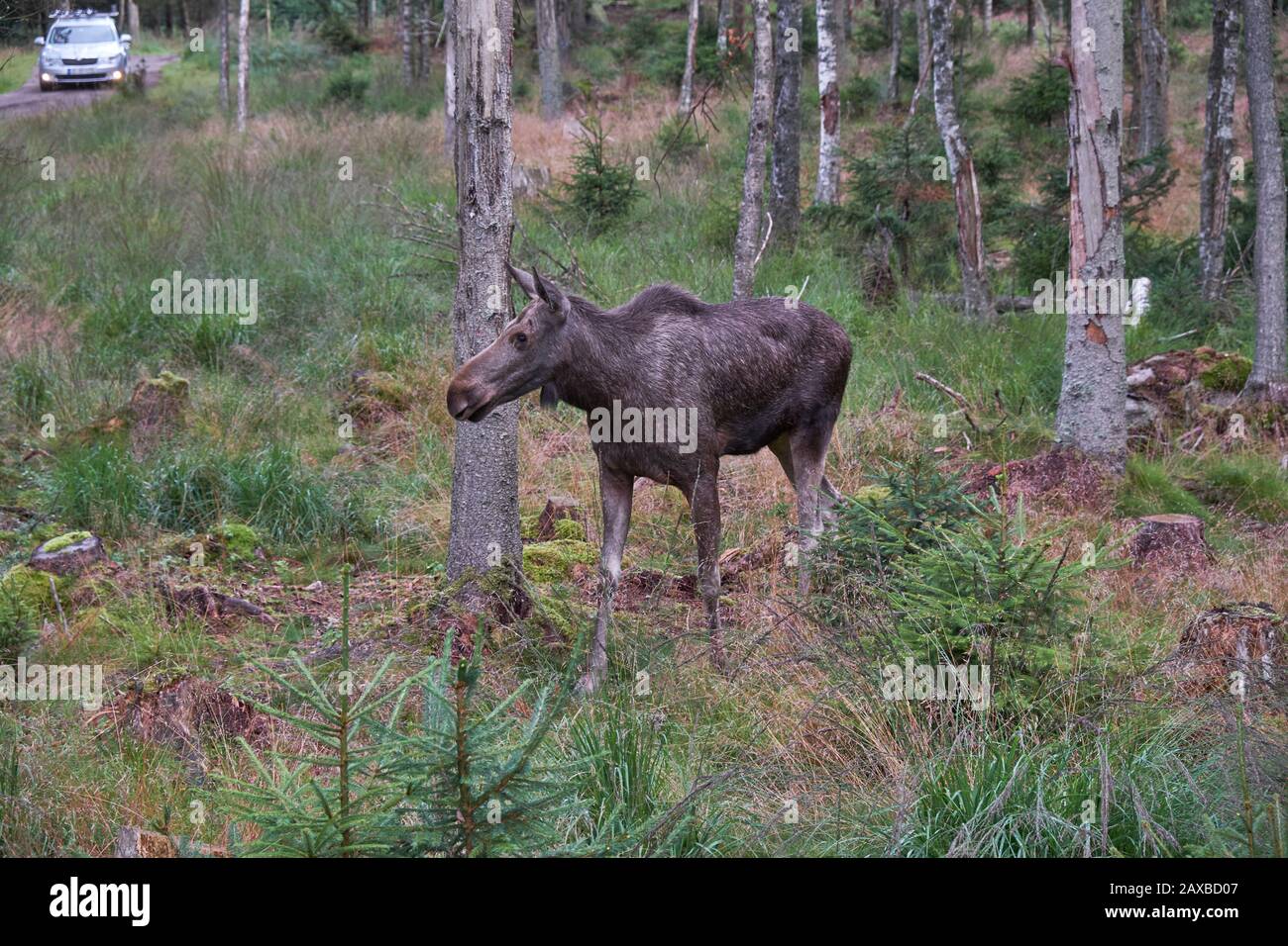 Female moose hi-res stock photography and images - Alamy