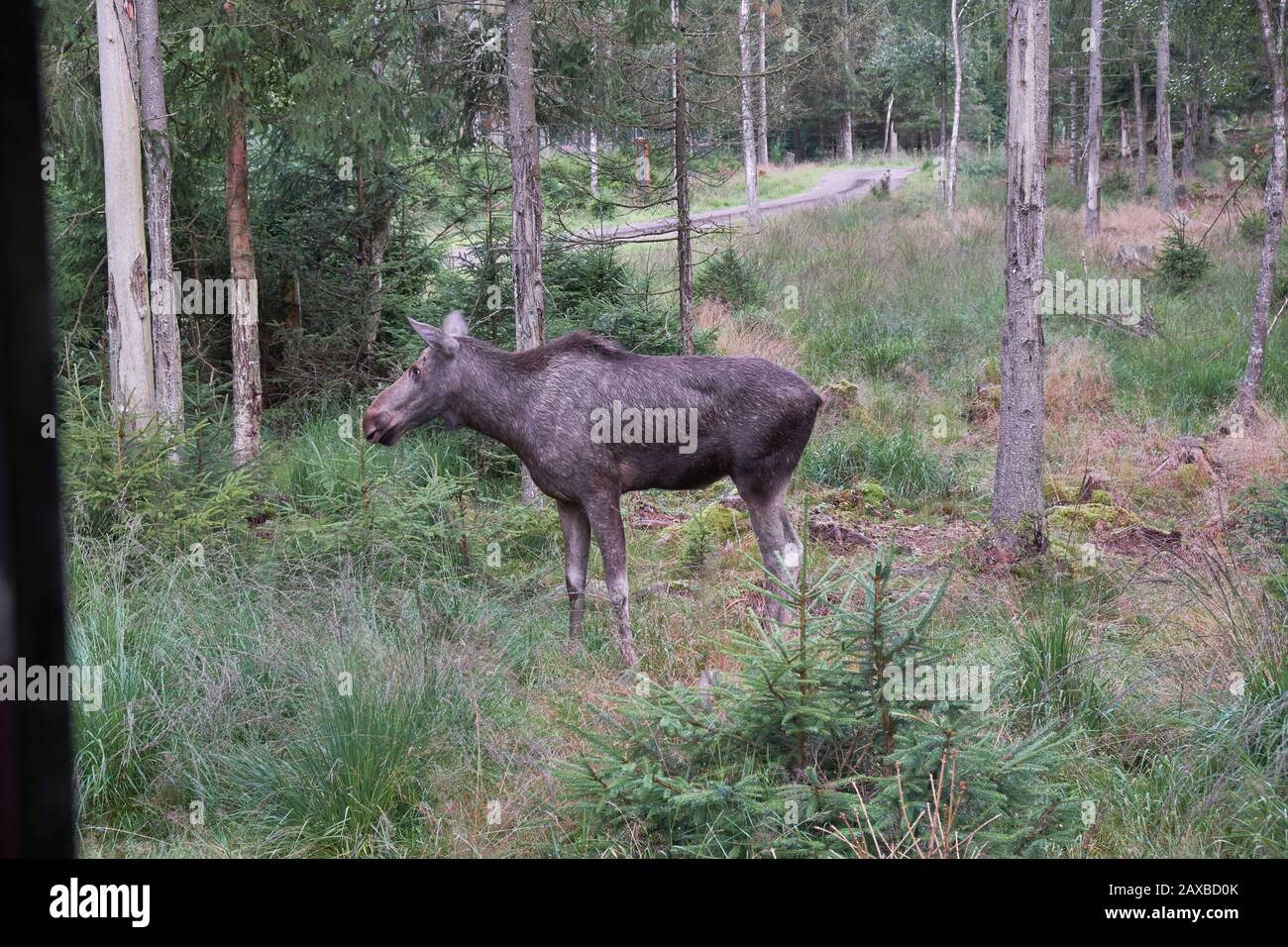 Female moose hi-res stock photography and images - Alamy