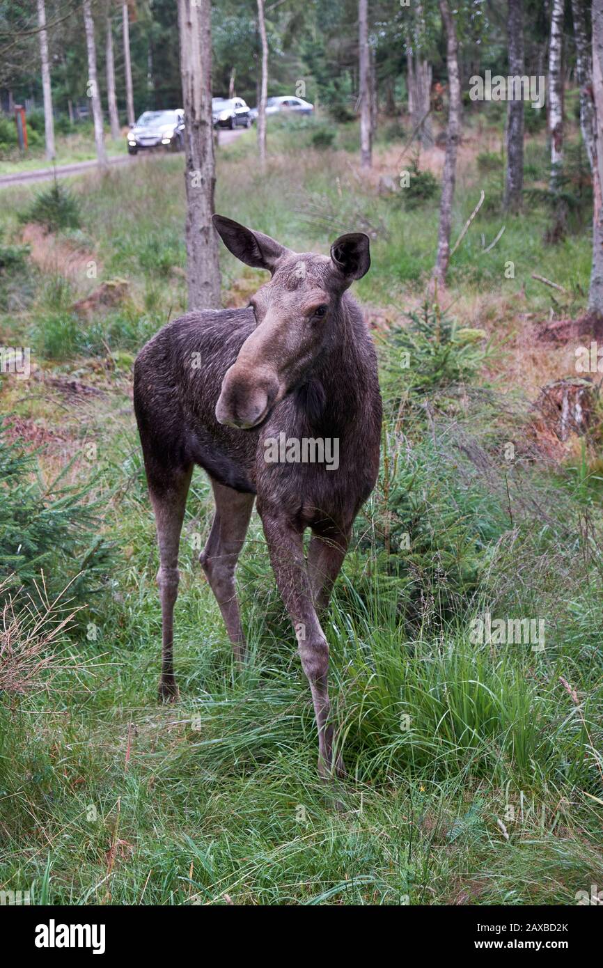 Female moose hi-res stock photography and images - Alamy