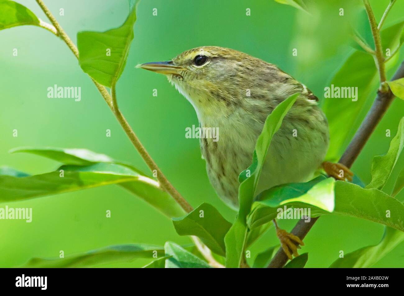 Female blackpoll warbler hi-res stock photography and images - Alamy