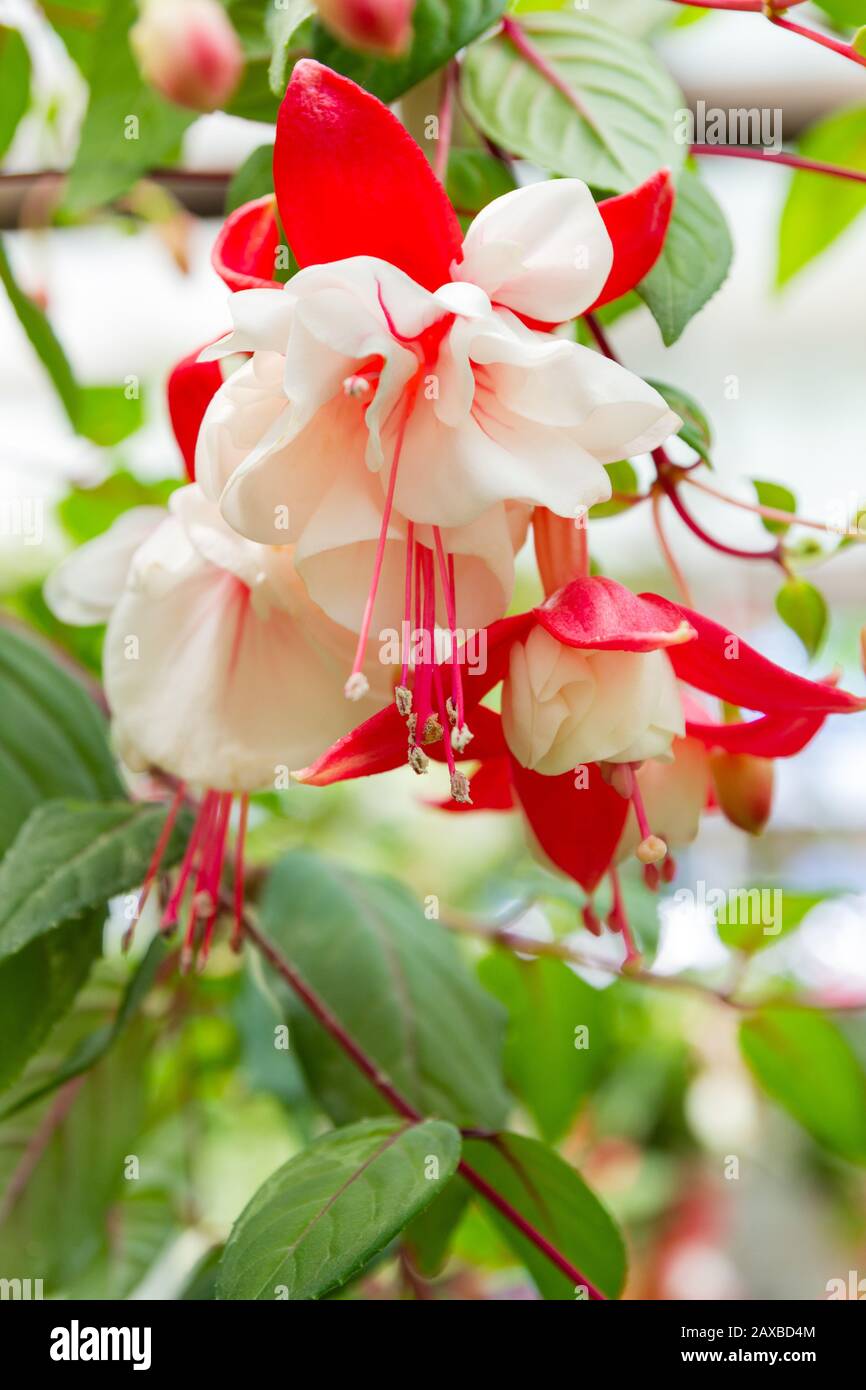 Beautiful fuchsia flowers hanging from the stem Stock Photo - Alamy