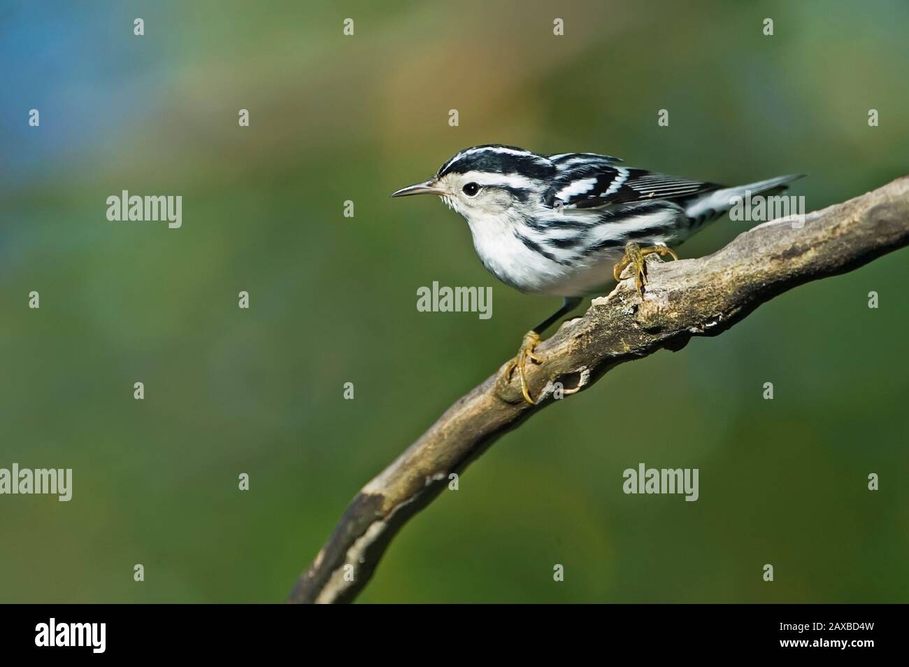 Warblers songbirds birds bird hi-res stock photography and images - Alamy