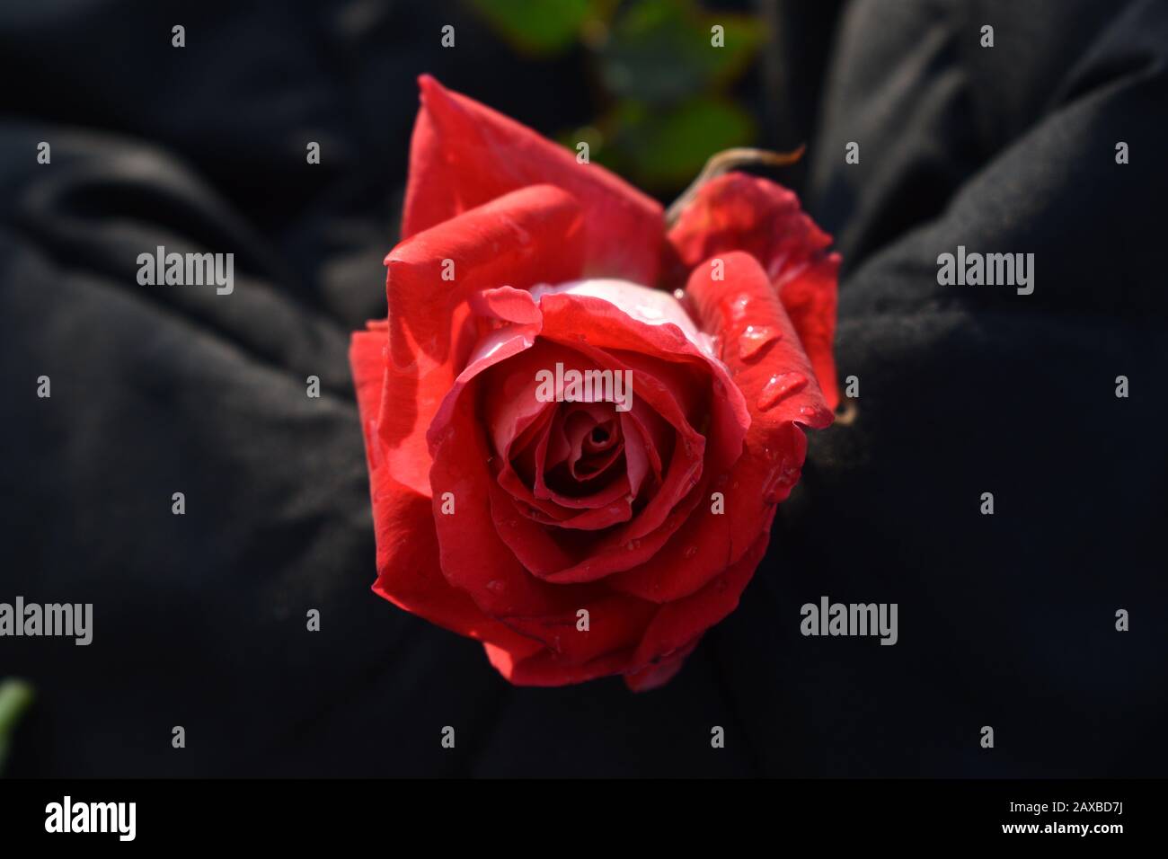 Red Roses: A red rose is an unmistakable expression of love. Red roses ...