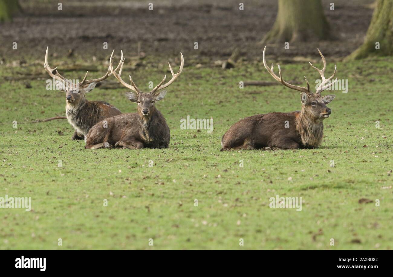 Three magnificent Manchurian Sika Deer Stags, Cervus nippon ...