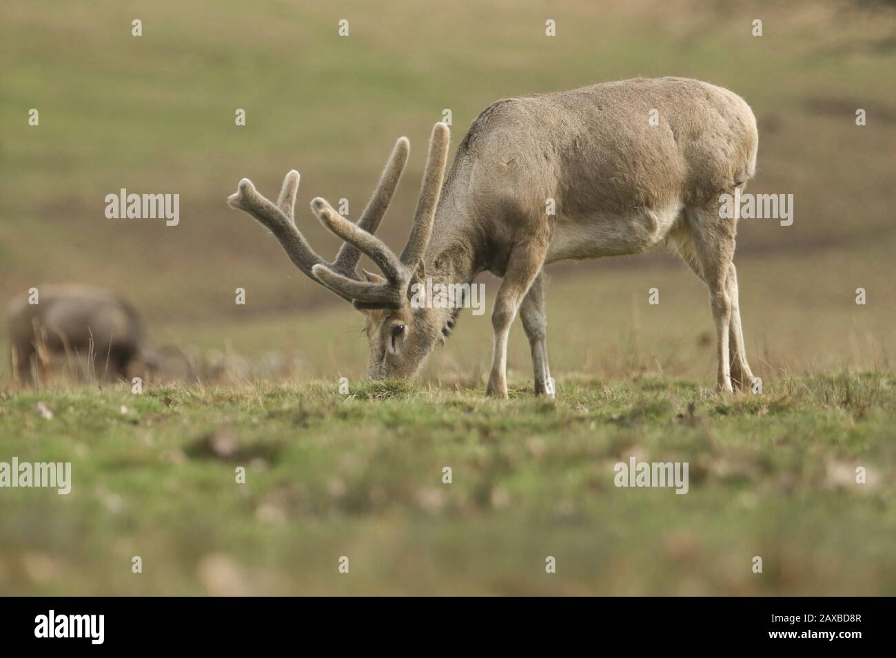 Milu Deer High Resolution Stock Photography and Images - Alamy