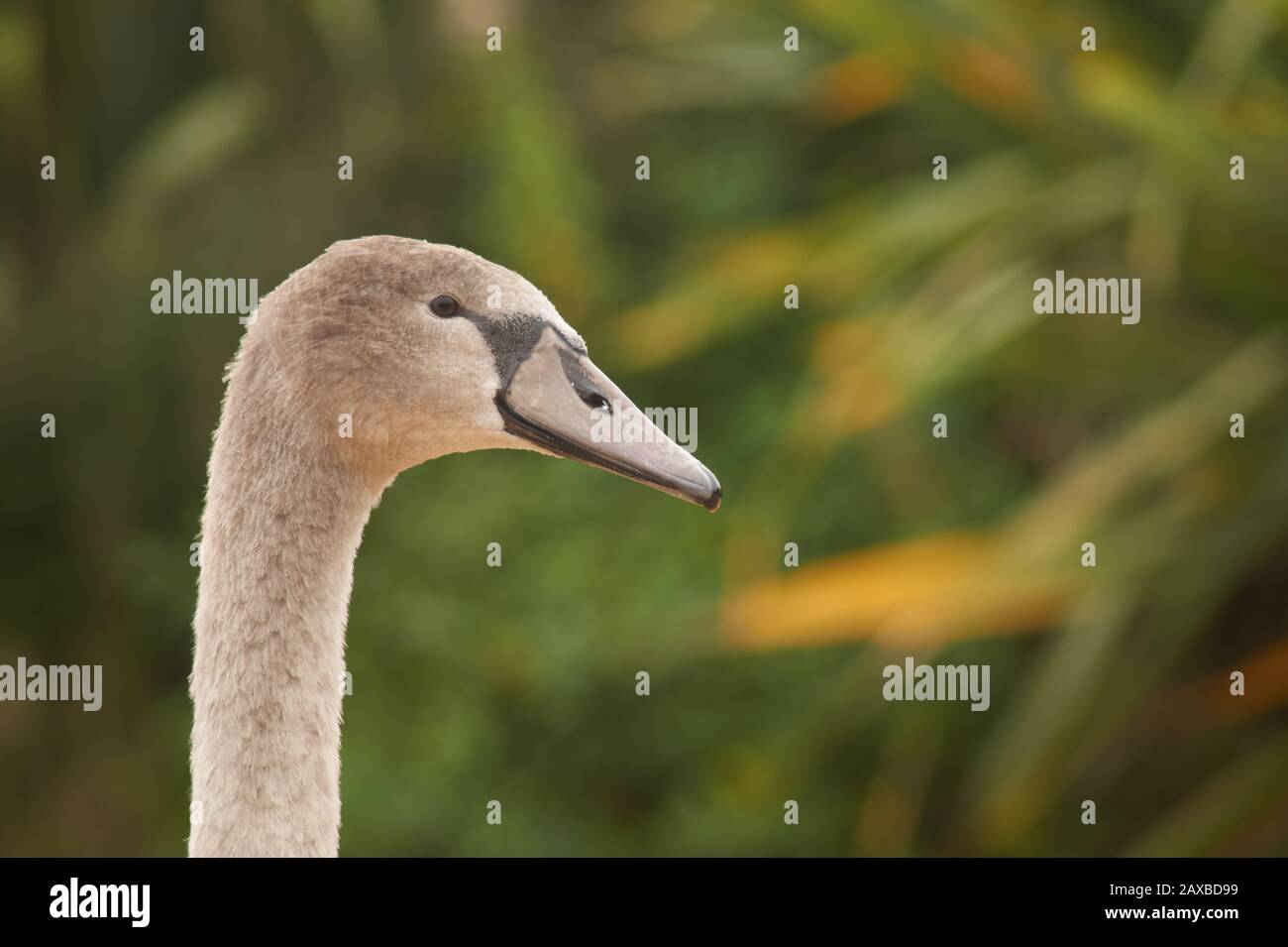 Close up macro light hi-res stock photography and images - Alamy