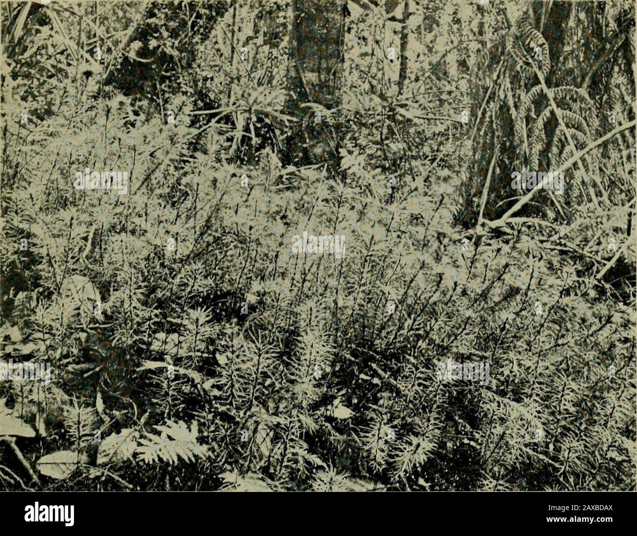 New Zealand plants and their story . ^3, 3 ^. Fig. 32.—The giant moss ...