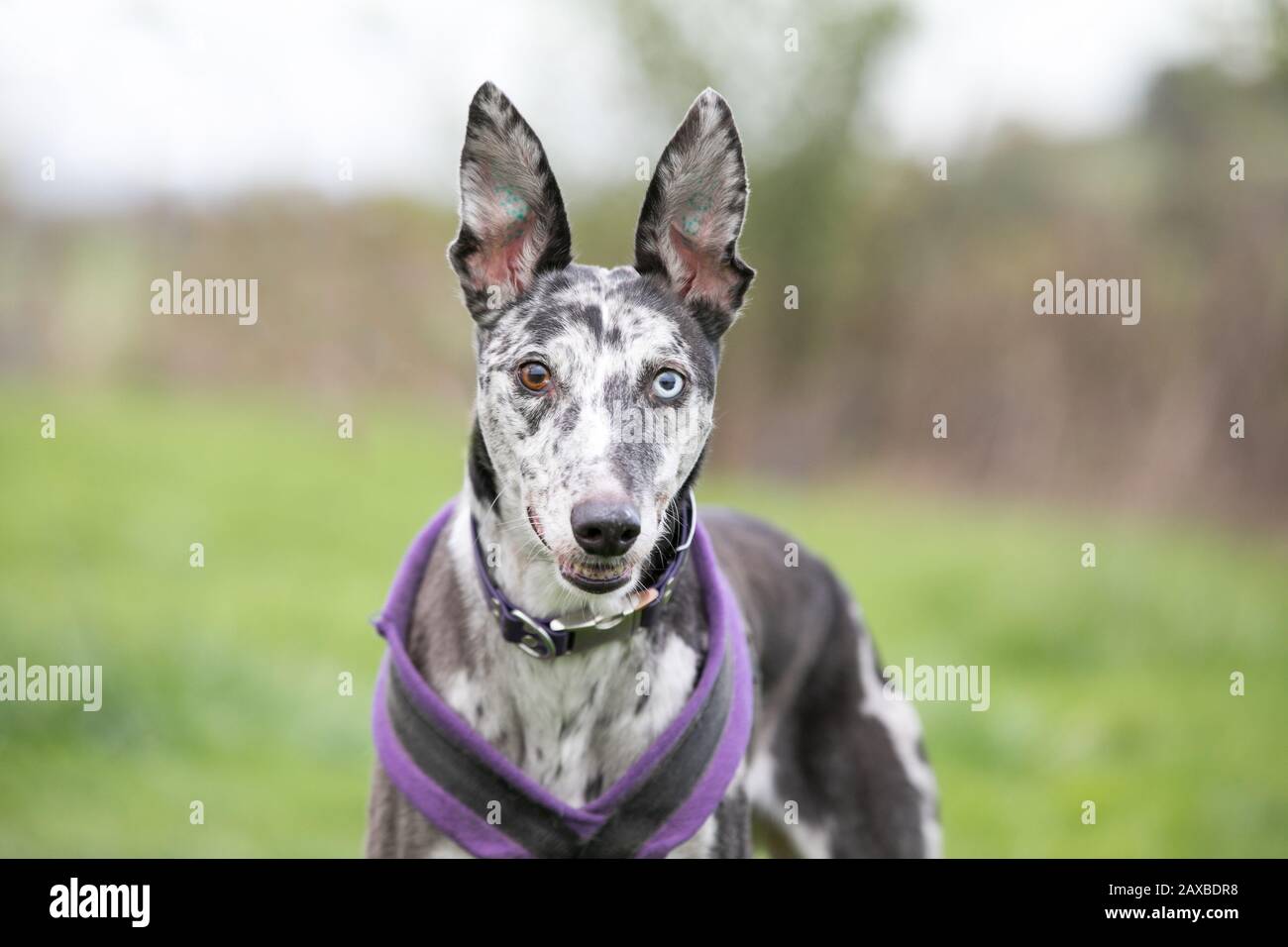 Lurcher dog head hi-res stock photography and images - Alamy