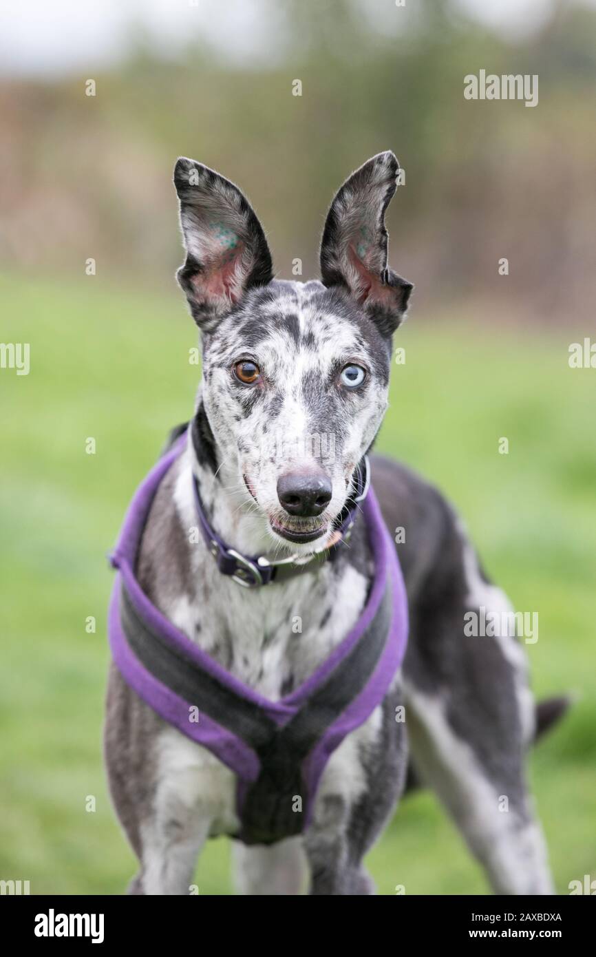Lurcher head hi-res stock photography and images - Alamy