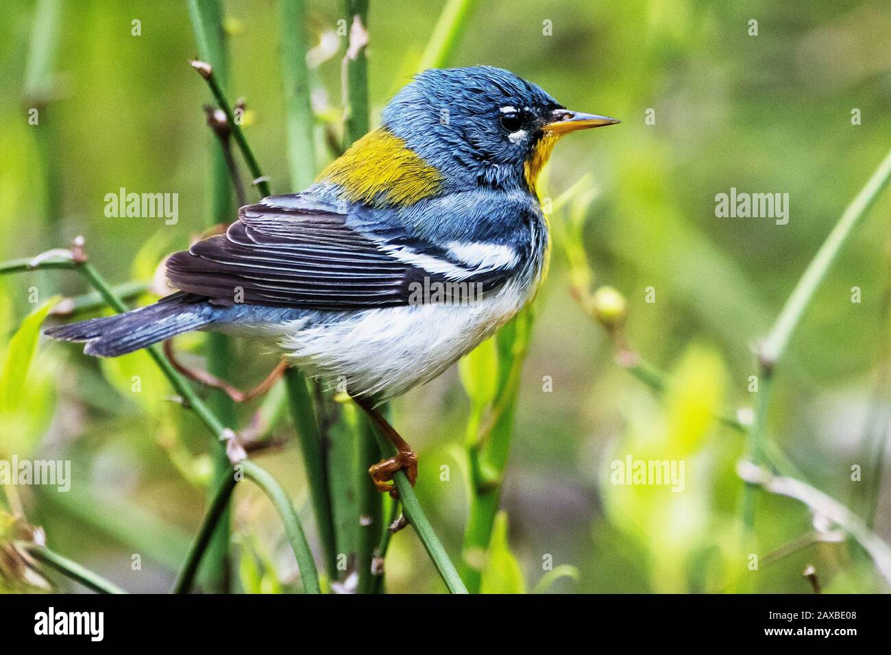 Northern parula warbler in spring migration Stock Photo - Alamy