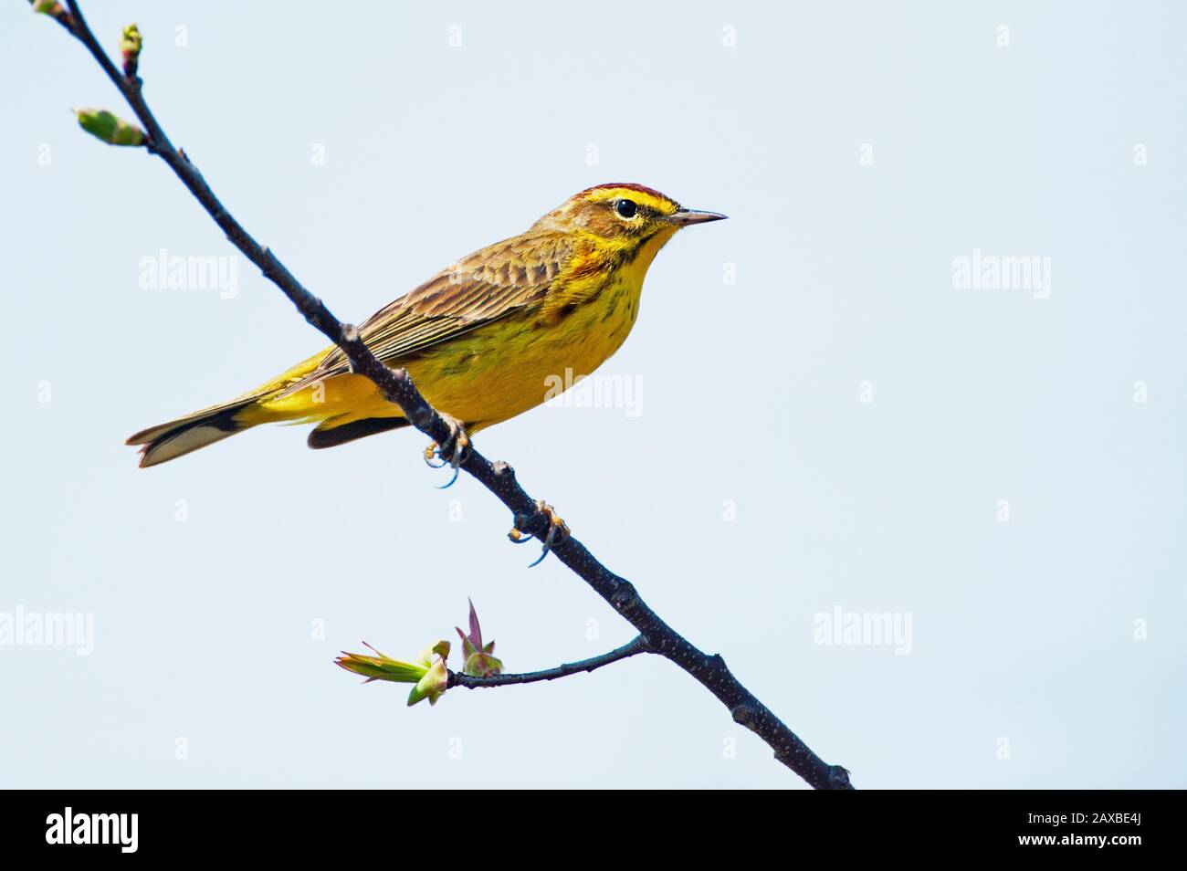 Palm warbler in spring migration Stock Photo - Alamy