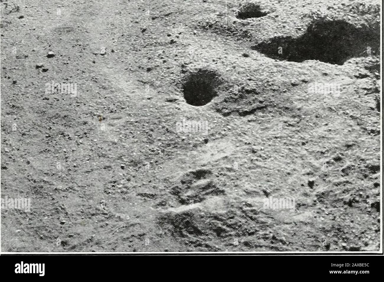 Dipodomys hi-res stock photography and images - Alamy