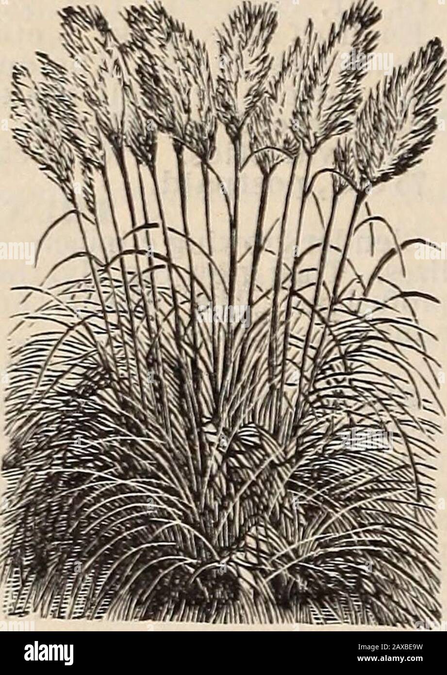 Garden, field and flower seeds . Gynerium Argenteum. Pkt., 10 cts ...