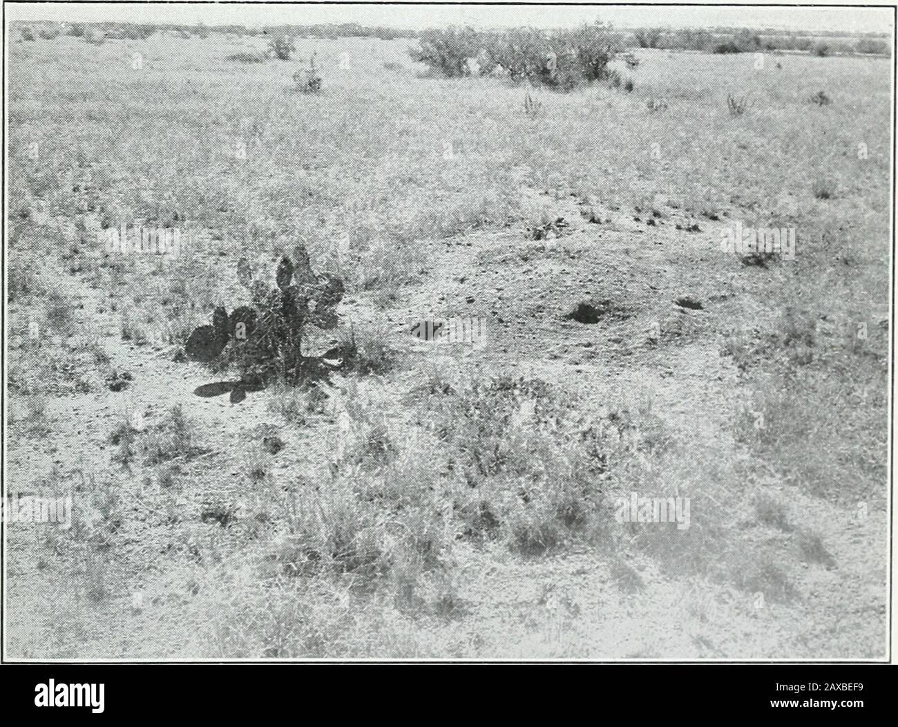 Dipodomys spectabilis hi-res stock photography and images - Alamy