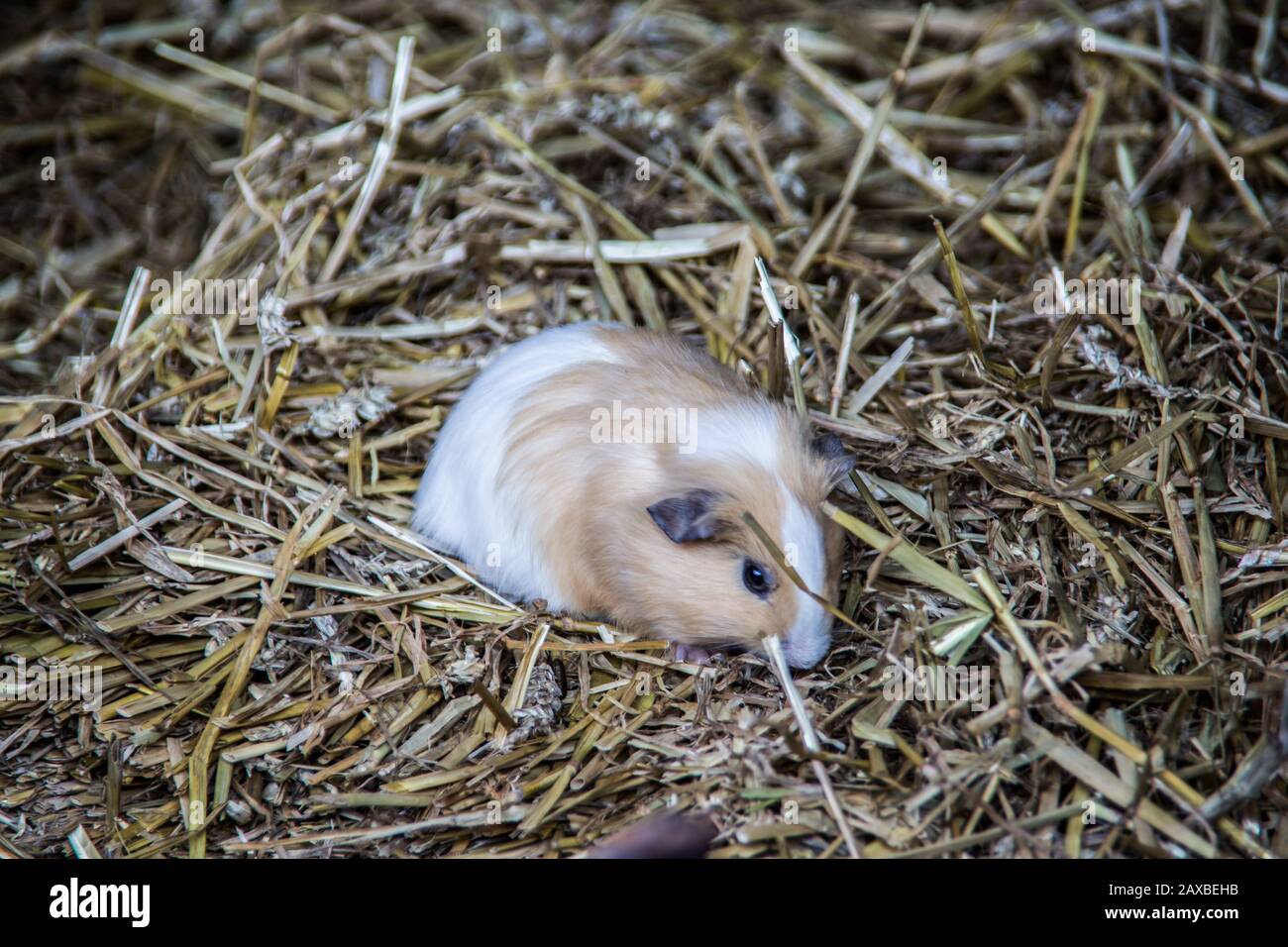 pied guinea pigs in the straw Stock Photo - Alamy