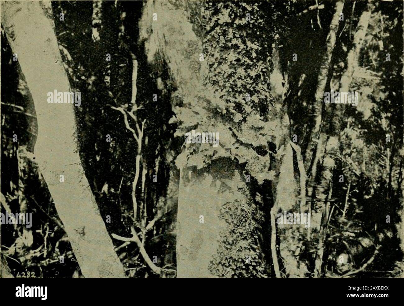 Kamahi hi-res stock photography and images - Alamy